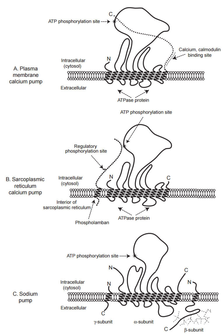Fisiología cardiovascular: Acoplamiento de excitación-contracción ...