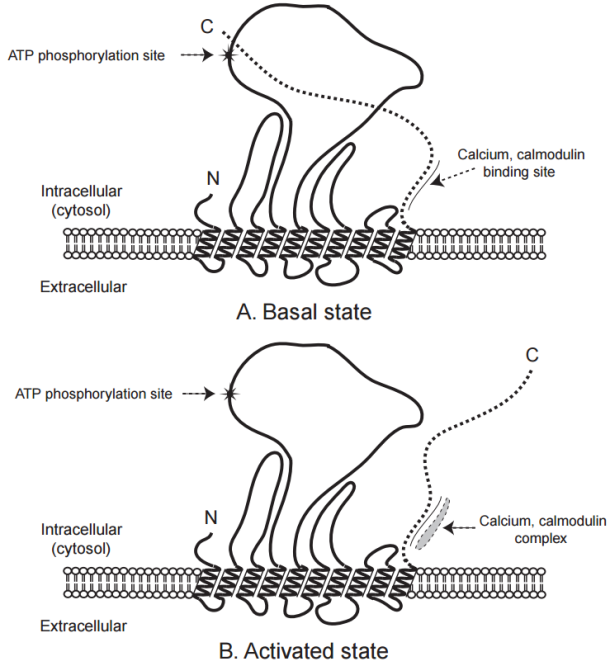 Fisiología cardiovascular: Acoplamiento de excitación-contracción ...