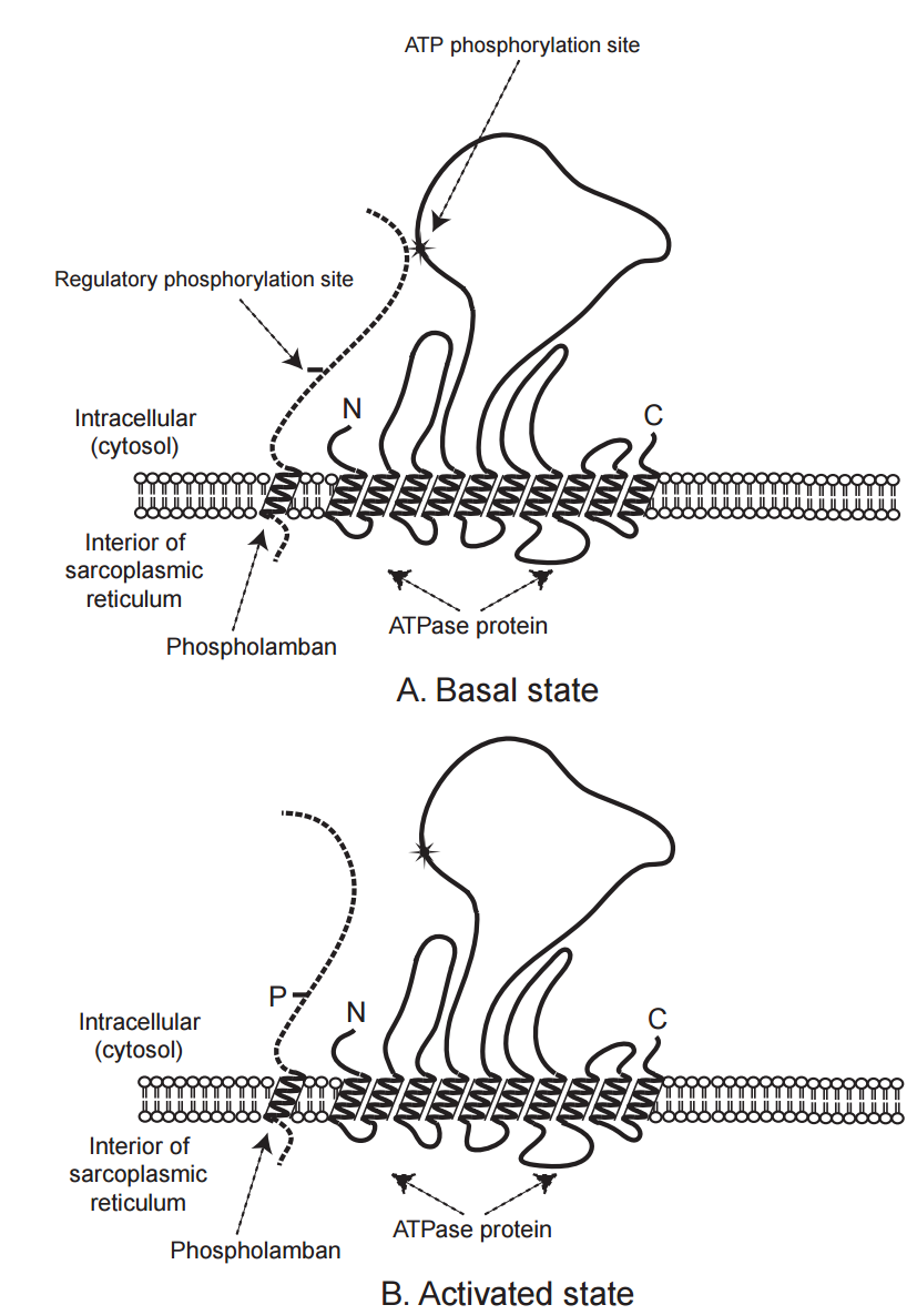 Fisiología cardiovascular: Acoplamiento de excitación-contracción ...